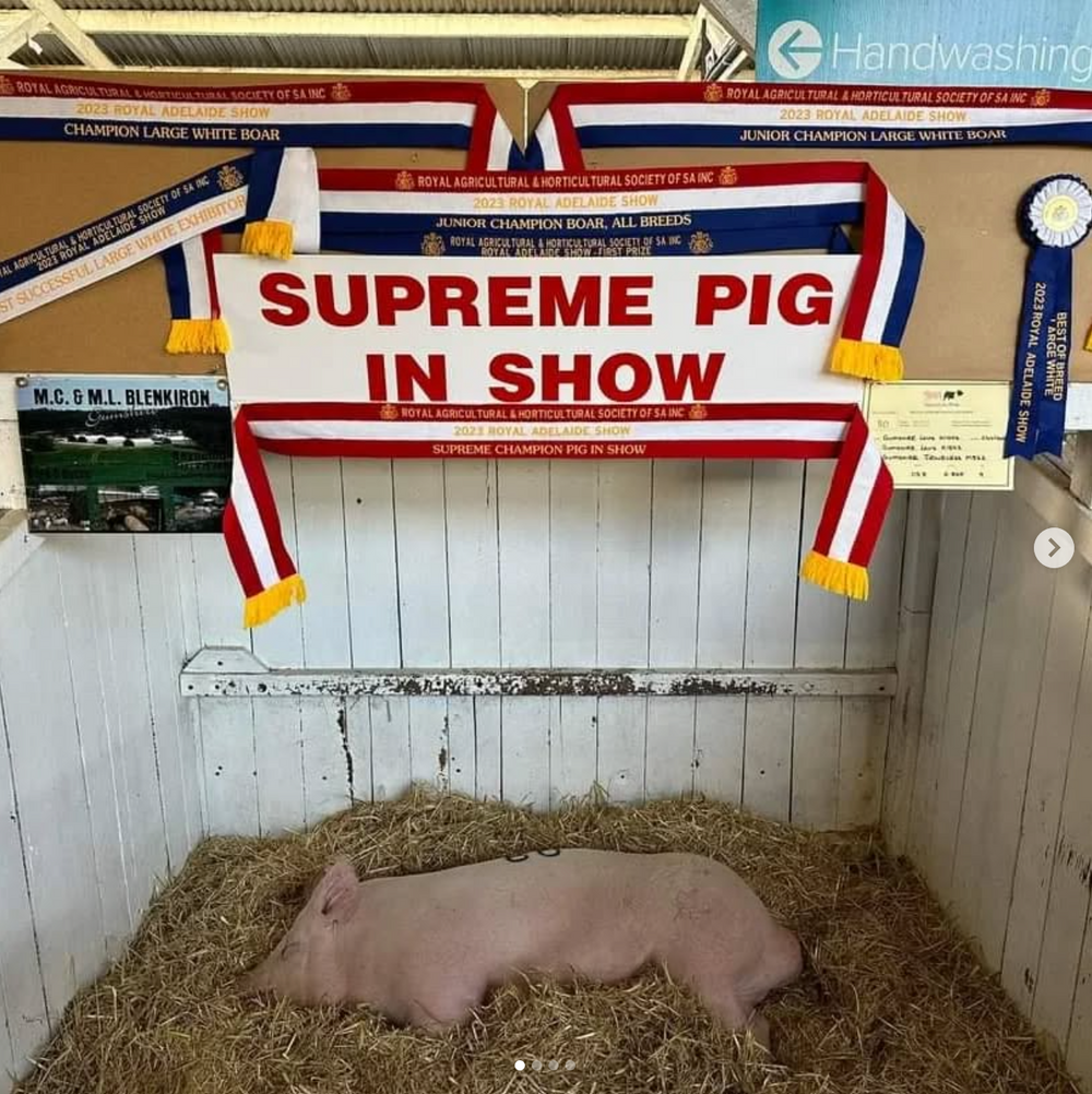 Stud Pigs – Gumshire Pork